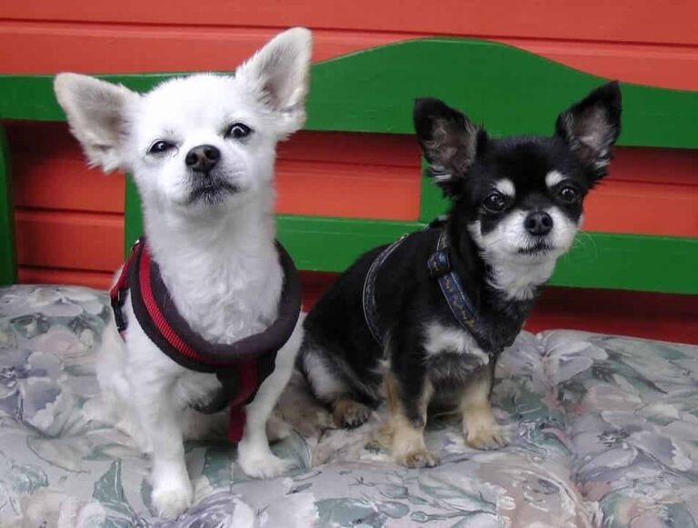 Deer Head Chihuahua – Comprehensive Guide – Serve Dogs