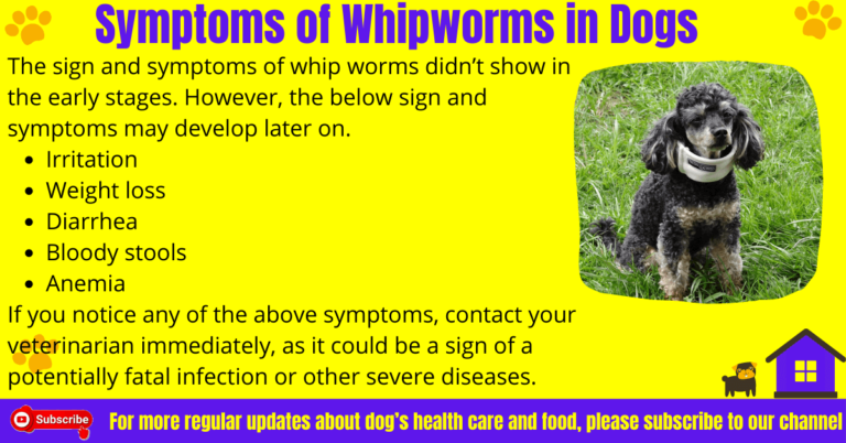 How do dogs get whipworms? Treatment and prevention