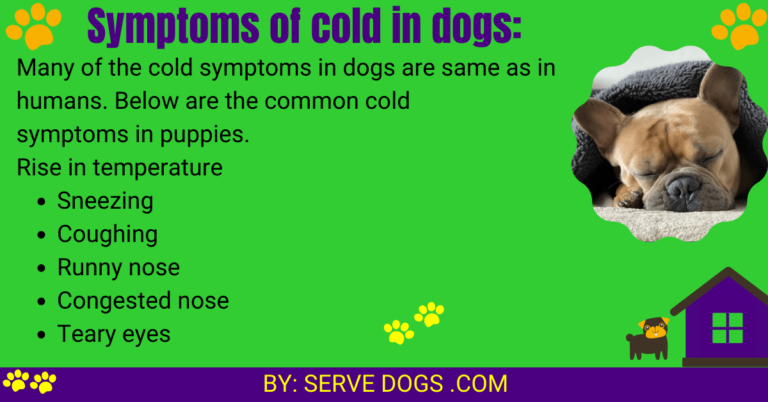 Can dogs get human colds? Prevention and Treatment