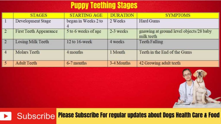 When do Dogs start Teething? 5 Stages of Puppy Teething