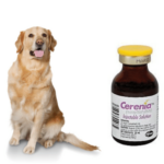 Cerenia dosage for Dogs by weight chart-Maropitant Citrate - Serve Dogs