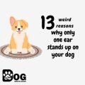 13 Weird Reasons Why Only One Ear Stands Up On Your Dog – Serve Dogs