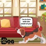 13 Weird Reasons Why Your Dog Keeps Sniffing Your Legs – Serve Dogs