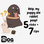 Help, My Puppy Ate Rabbit Poop! 5 Risks + 7 Tips (2023) - Serve Dogs