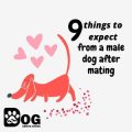 9 Things To Expect From A Male Dog After Mating (2023) - Serve Dogs