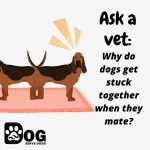 Ask A Vet: Why Do Dogs Get Stuck Together When They Mate? - Serve Dogs